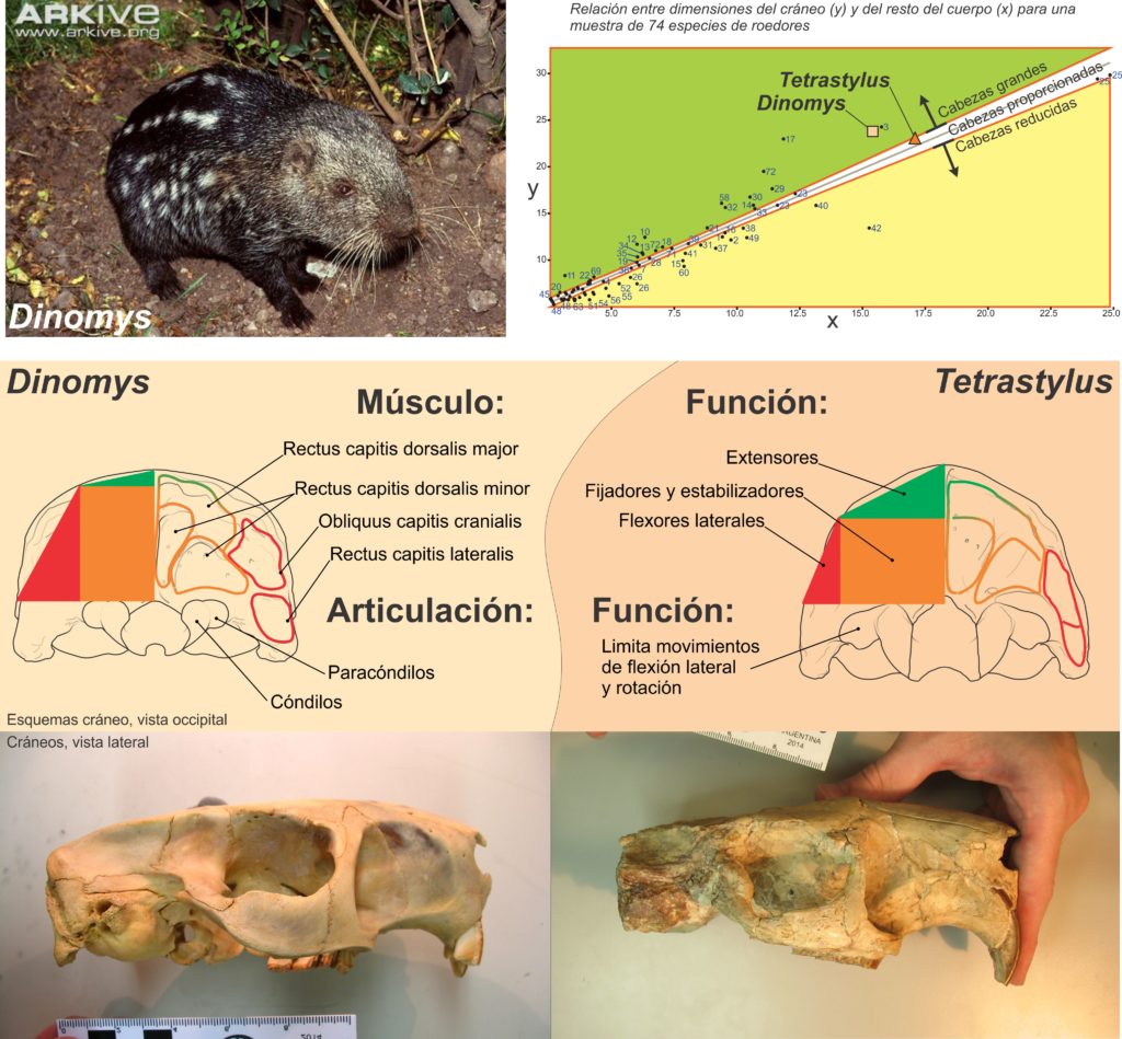 Análisis de la configuración occipito-cervical excepcional de T